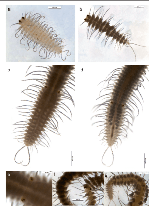 [PDF] Description of a new syllid species as a model for evolutionary ...