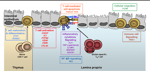 Intraepithelial lymphocytes in celiac disease immunopathology ...