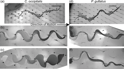Figure 2 from Comparative study of snake lateral undulation kinematics ...
