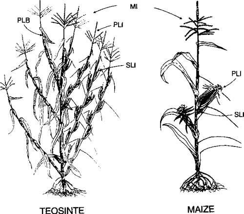 Figure 2 from Genetic and morphological analysis of a maize-teosinte F2 ...