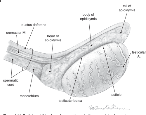 [PDF] Anatomy of the Reproductive System | Semantic Scholar