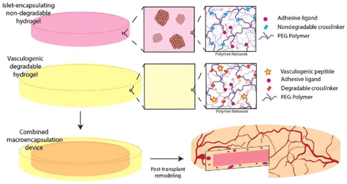 Figure 1 from Design of a vascularized synthetic poly(ethylene glycol) macroencapsulation device ...