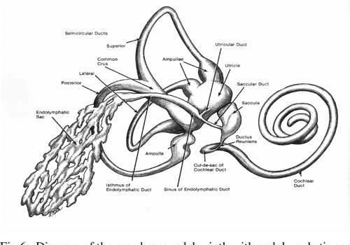 Figure 14 from Anatomy of the transmastoid endolymphatic sac ...