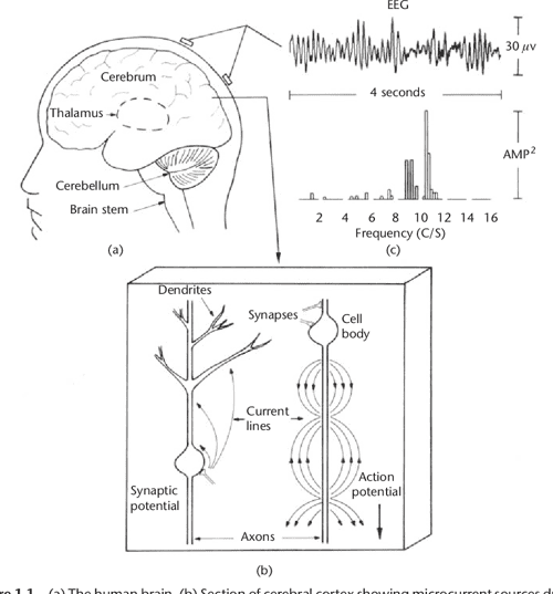 Figure 1.1 from Quantitative EEG analysis methods and clinical ...