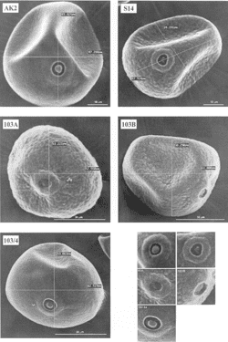 Figure 2 from Pollen morphology and two-dimensional patterns of pollen ...