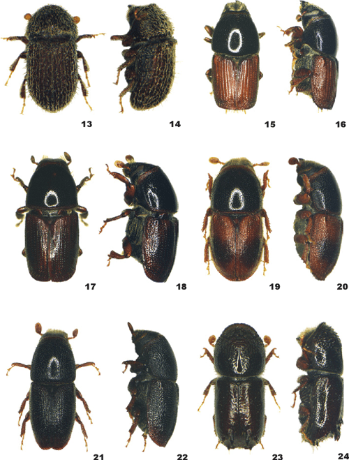 [PDF] The Bark Beetles (Coleoptera: Scolytidae) of the Maltese Islands ...