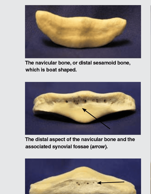 Figure 7 from Navicular syndrome in equine patients anatomy, causes ...
