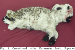 Figure 6 from A case presentation of spider lamb syndrome in a ...