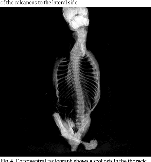 Figure 6 from A case presentation of spider lamb syndrome in a ...