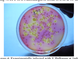 Figure 2 from Pathogenesis of Pullorum Disease (PD) in Chickens by ...