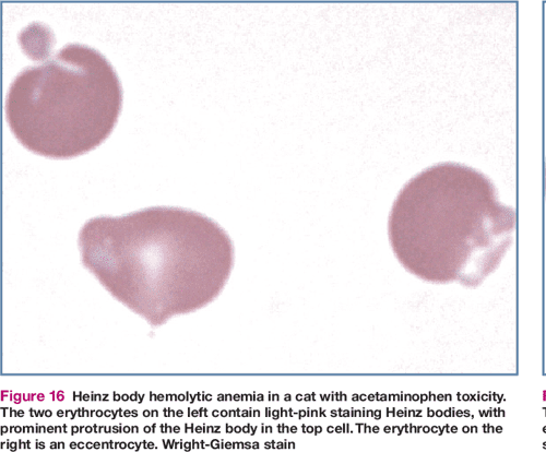 Figure 7 From The Feline Blood Film 1 Techniques And Erythrocyte Morphology Semantic Scholar figure-7-from-the-feline-blood-film-1-techniques-and-erythrocyte-morphology-semantic-scholar