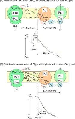 The cytochrome b6f complex at the crossroad of photosynthetic electron ...