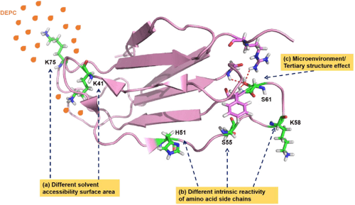 Covalent labeling-mass spectrometry with non-specific reagents for ...