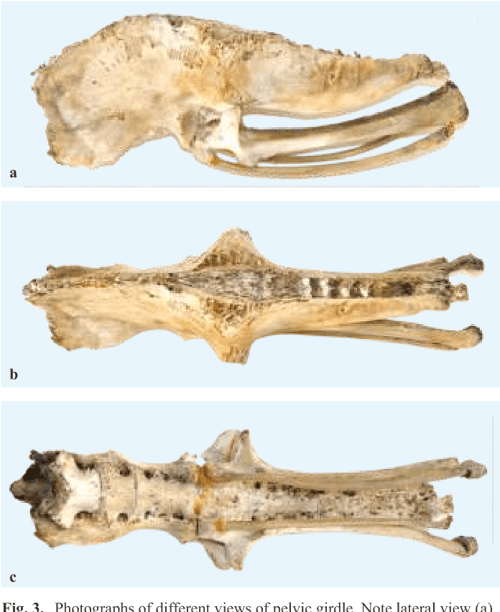 Figure 4 from Gross Anatomy of Wing and Pelvic Limb Bones in Emu ...