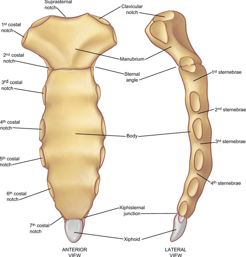 The Anatomy Of The Ribs And The Sternum And Their Relationship To Chest