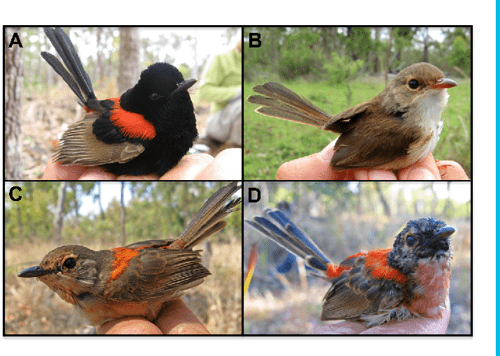 Figure 1 from Testosterone activates sexual dimorphism including male ...