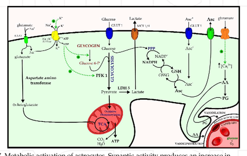 [PDF] 14 Brain Energy Metabolism in Health and Disease | Semantic Scholar