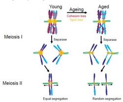 Figure 1 from The Consequences of Chromosome Segregation Errors in ...
