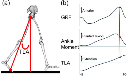 The relative contribution of ankle moment and trailing limb angle to ...
