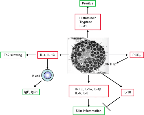Figure 2 from Mast cells in atopic dermatitis. | Semantic Scholar