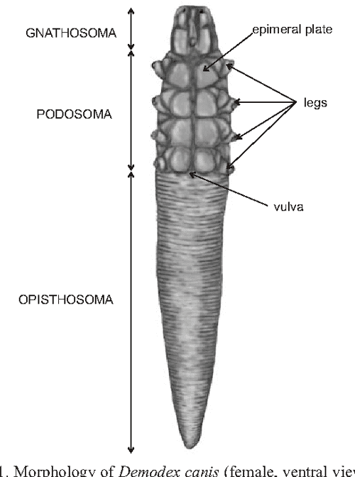 Table 1 from Diversity of three species of the genus Demodex (Acari ...