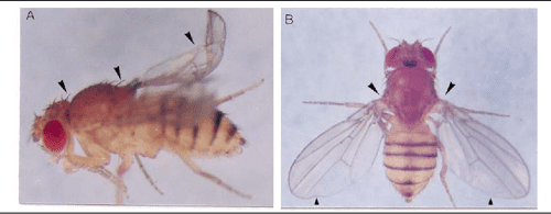 [PDF] Teaching and learning genetics with Drosophila. 2. Mutant ...
