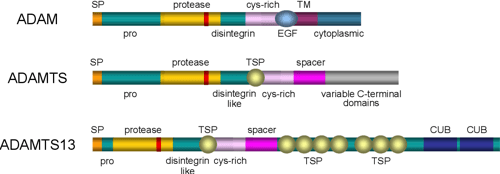 Figure 1 from ADAMTS13 turns 3. | Semantic Scholar