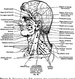 Clarifying Erb's point as an anatomic landmark in the posterior ...