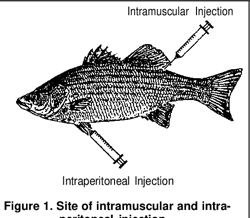 Figure 1 from Hormone Preparation , Dosage Calculation , and Injection ...