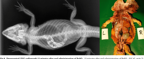 Figure 1 from Specific anatomy and radiographic illustration of the ...