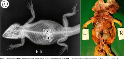 Figure 1 from Specific anatomy and radiographic illustration of the ...
