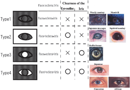 Figure 7 from Unique morphology of the human eye and its adaptive ...