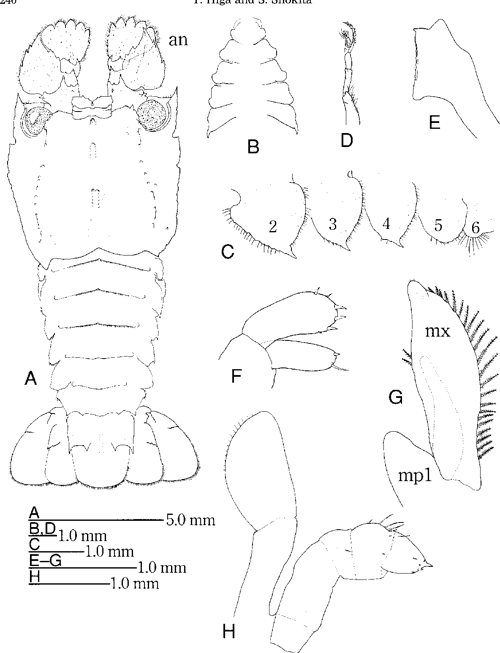 Figure 1 from Late-stage Phyllosoma Larvae and Metamorphosis of a ...