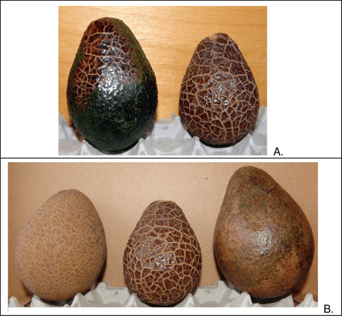Figure 13 from Avocado Fruit Abnormalities and Defects Revisited ...