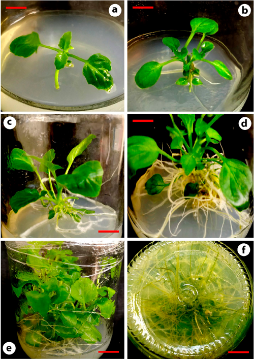 Rapid clonal propagation and valepotriates accumulation in cultures of ...