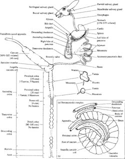 Figure 1 from Rabbit gastrointestinal physiology. | Semantic Scholar