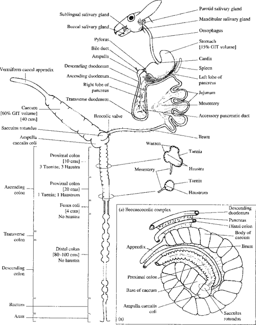 Figure 1 from Rabbit gastrointestinal physiology. | Semantic Scholar