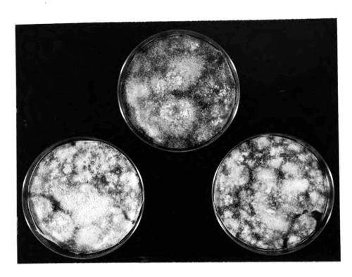 THE EFFECT OF SOME SOIL FACTORS ON EHE INFECTION AND SEVERITY OF FOMES ...