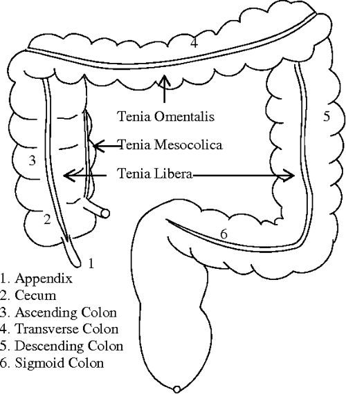 Figure 2 from Teniae coli guided navigation and registration for ...