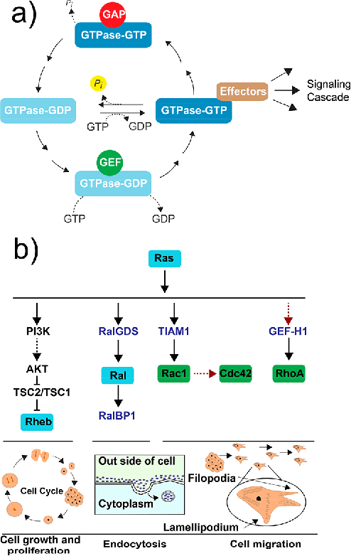 Figure 1 from Multiplexed Real-Time NMR GTPase Assay for Simultaneous ...