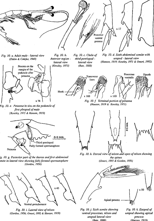 [PDF] Monograph on the Planktonic Shrimpsof the Genus Lucifer (Family ...