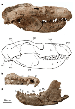 [PDF] Large Mesozoic mammals fed on young dinosaurs | Semantic Scholar
