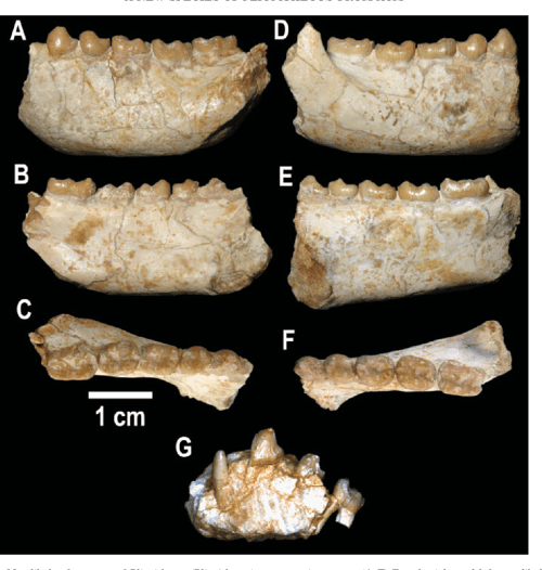 A new species of Pliopithecus Gervais, 1849 (Primates: Pliopithecidae ...