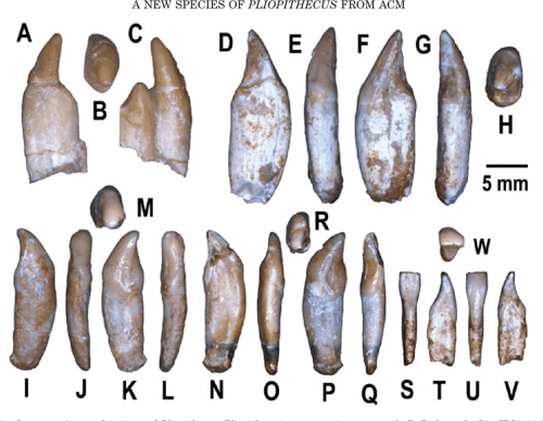 A new species of Pliopithecus Gervais, 1849 (Primates: Pliopithecidae ...
