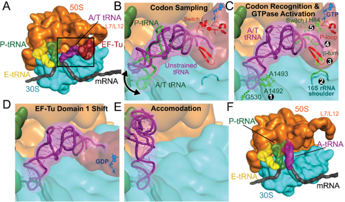 Figure 1 from The crystal structure of the ribosome bound to EF-Tu and ...