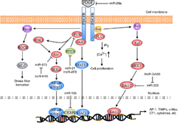 Figure 2 from PDGF signaling pathway in hepatic fibrosis pathogenesis ...