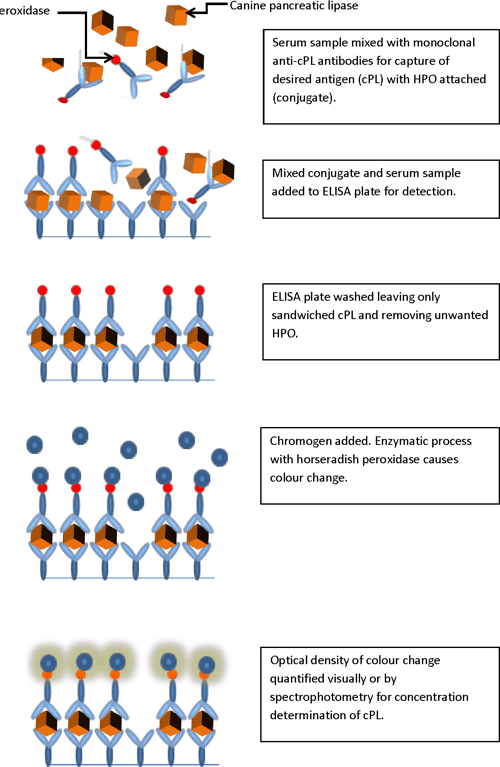 Table 4.1 from Evaluation of the SNAP CPL and Spec CPL canine ...