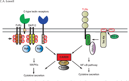 Figure 1 from Src-family and Syk kinases in activating and inhibitory ...