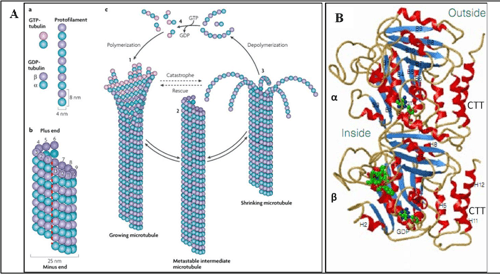 Figure 2 from The Tau of Myelin Basic Protein (MBP): Biophysical ...