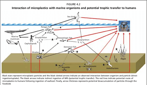 [PDF] Microplastics in fisheries and aquaculture | Semantic Scholar